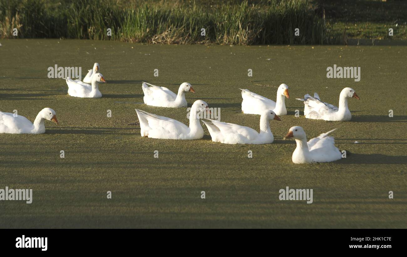 A flock of white and grey geese swimming in the green lake because of ...