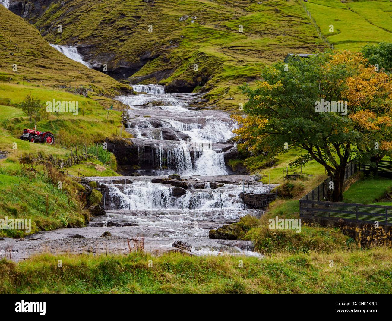 A waterfall after a rainy day and a unique fall tree in the Faroe ...