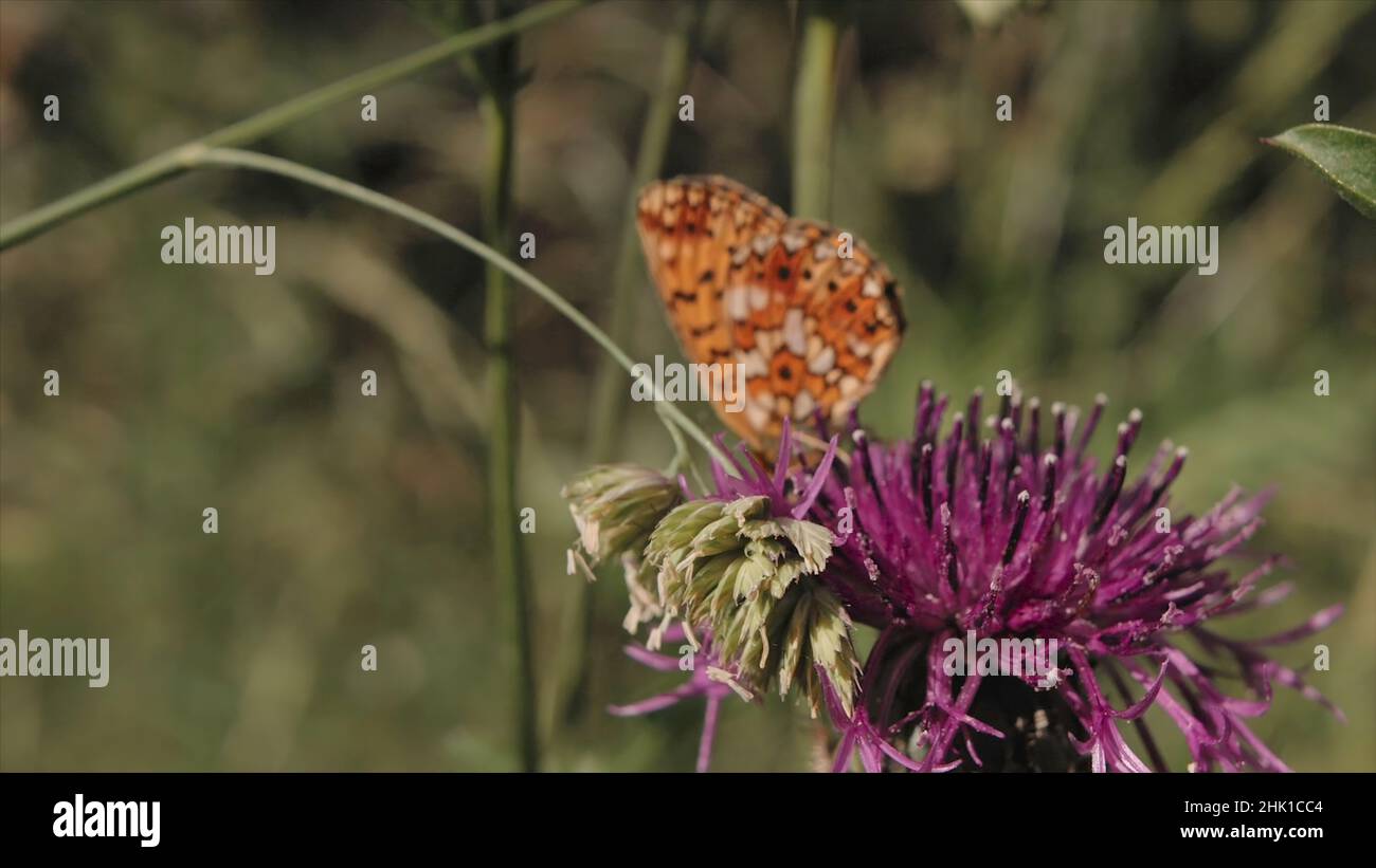 Butterfly crawling on a blossoming purple flowers in a summer field ...