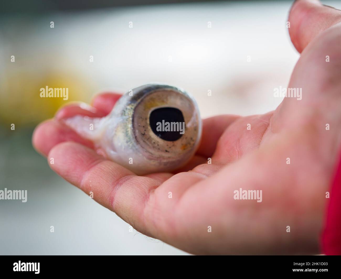 Globe fish hi-res stock photography and images - Alamy