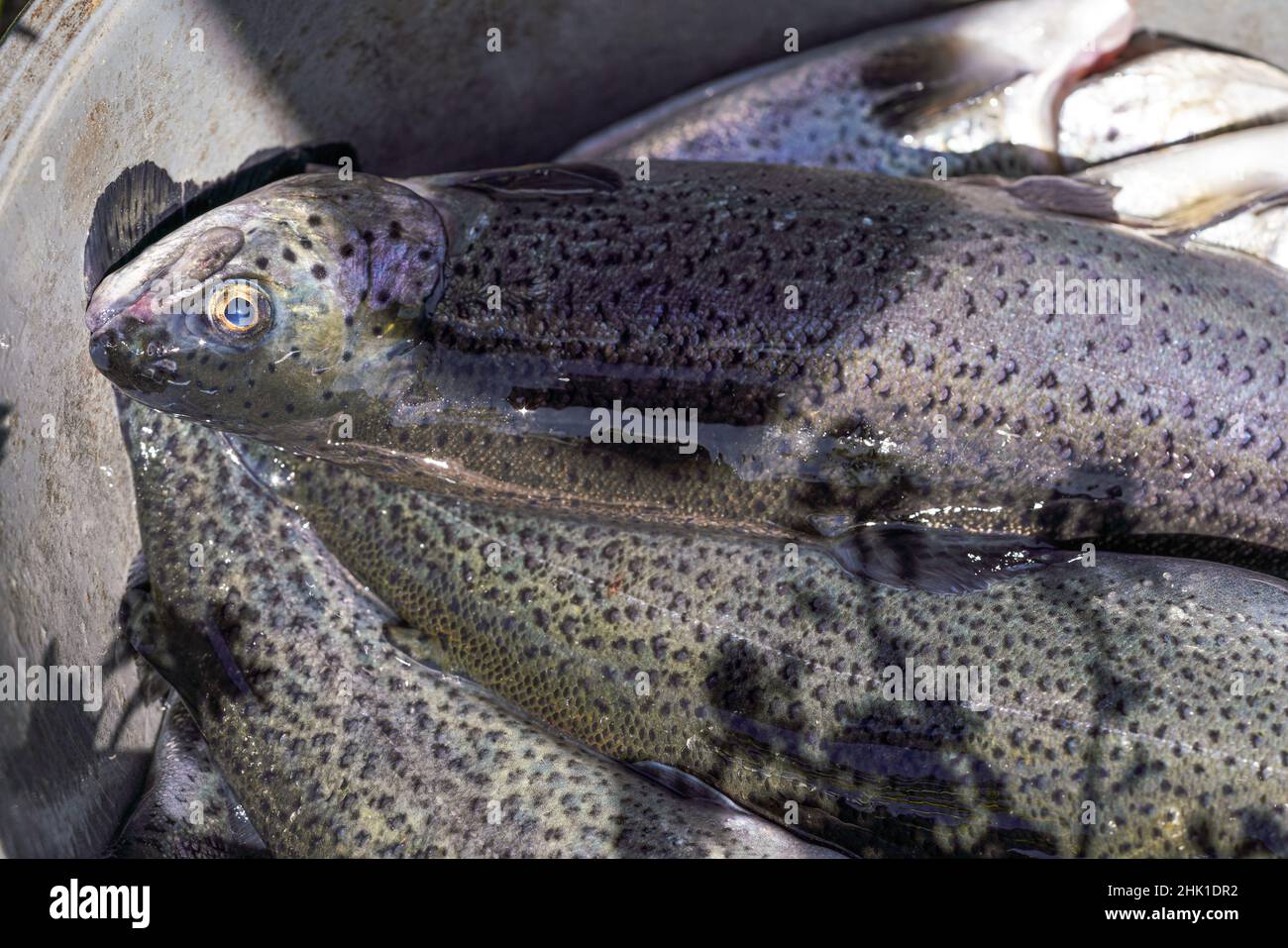 Freshly caught trout fishes, closeup detail, sun shines on rainbow skin ...