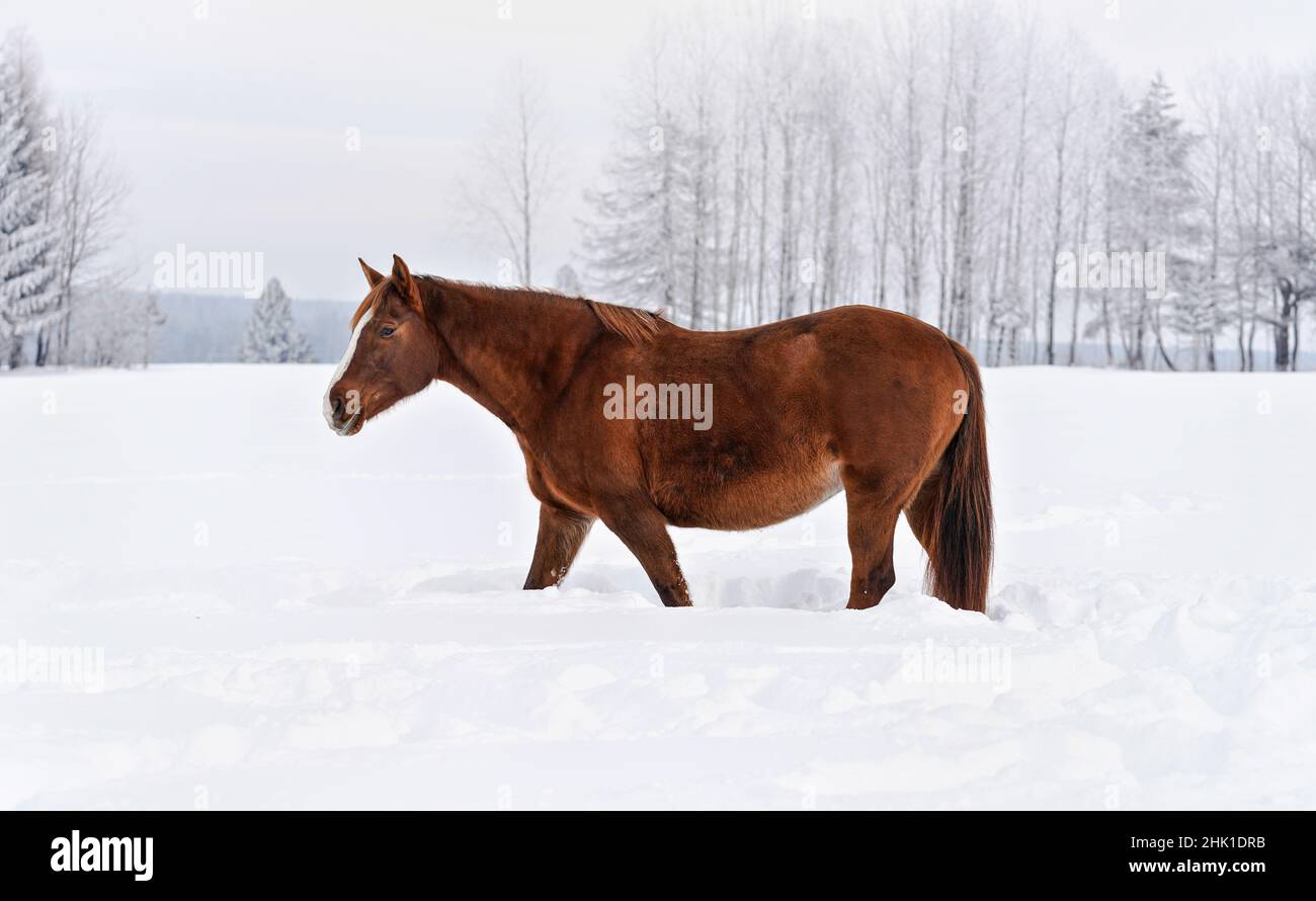 Brown horse wading through snow in winter, blurred trees in background ...