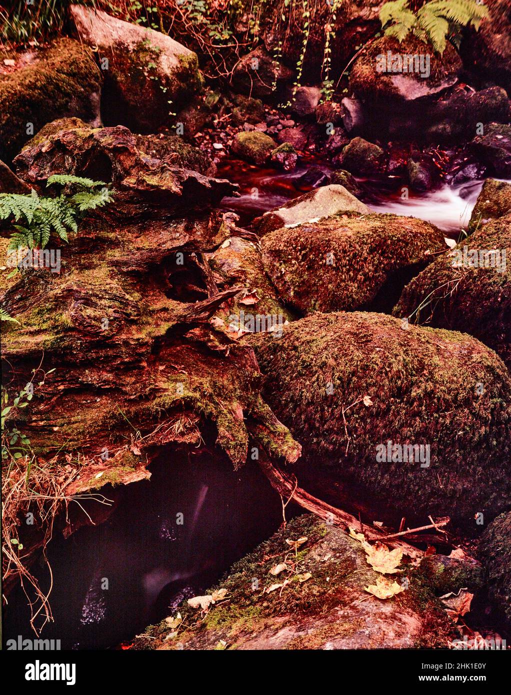 Superb Becky Falls, Water rushing through ancient woodland, natural ...