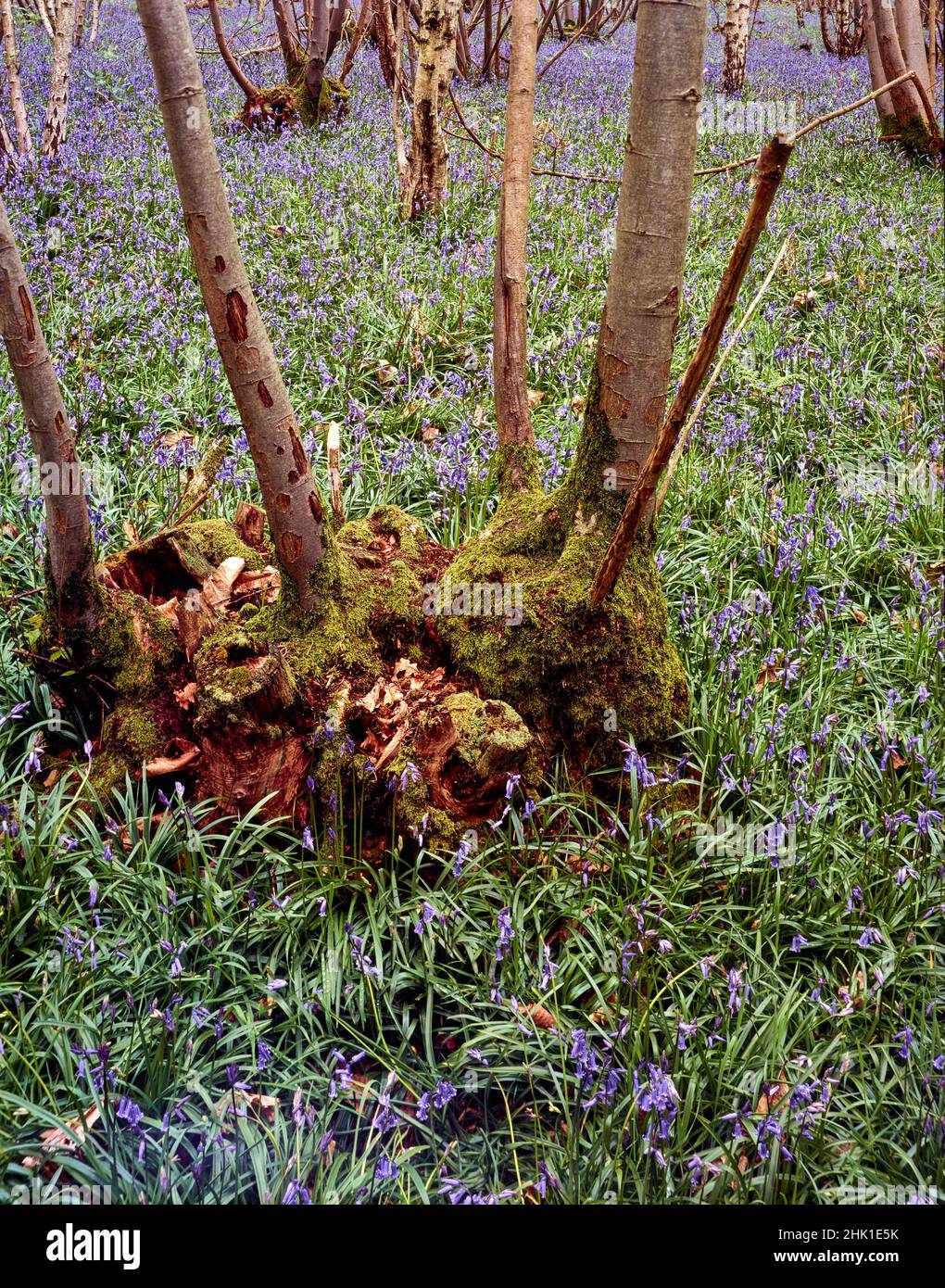 Patterns and textures in nature, intimate landscape of tree patterns ...