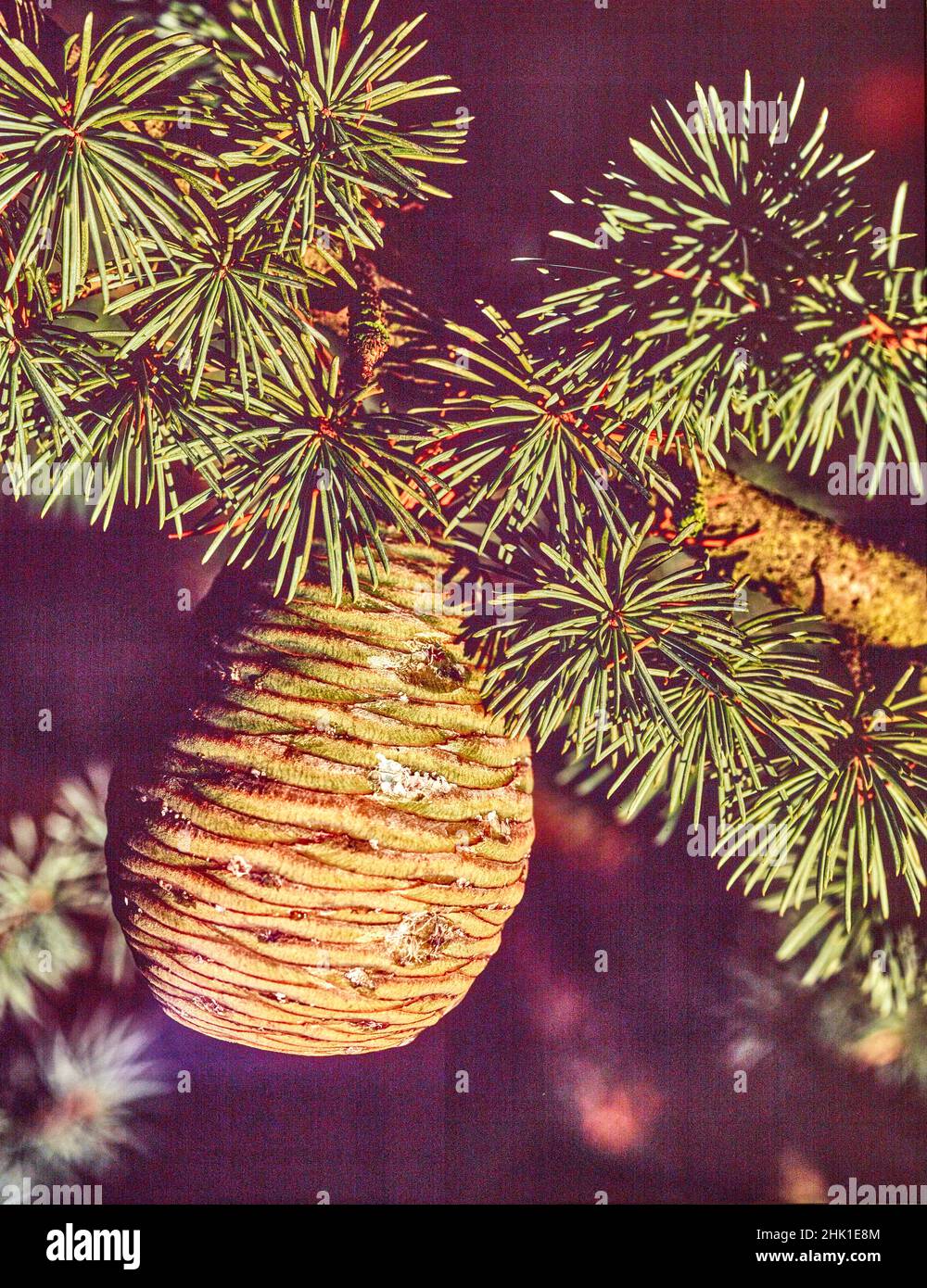 Natural close-up still life of conifer cone Stock Photo - Alamy