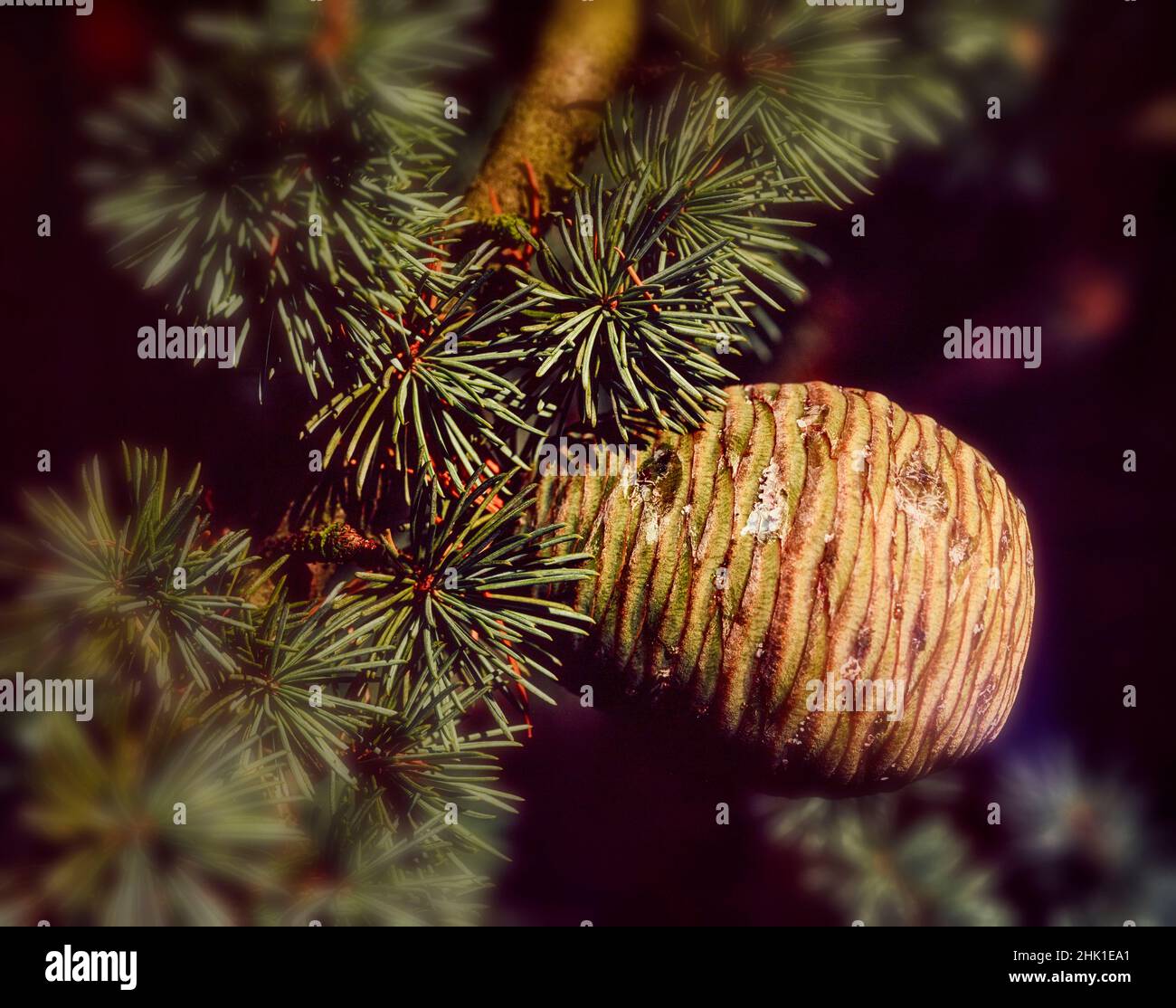 Natural close-up still life of conifer cone Stock Photo - Alamy