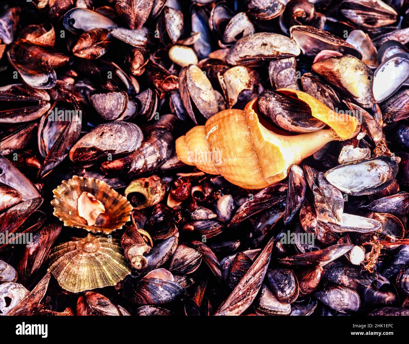 Poster ready close up still life environmental portrait of seashells in ...
