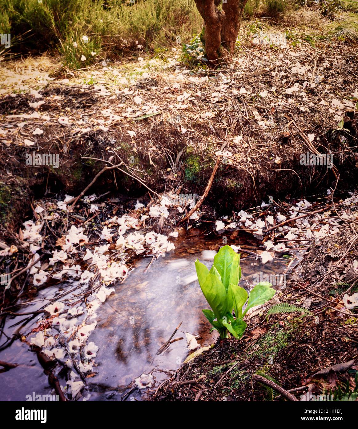 Choas, abstract patterns and textures in nature and the environment ...