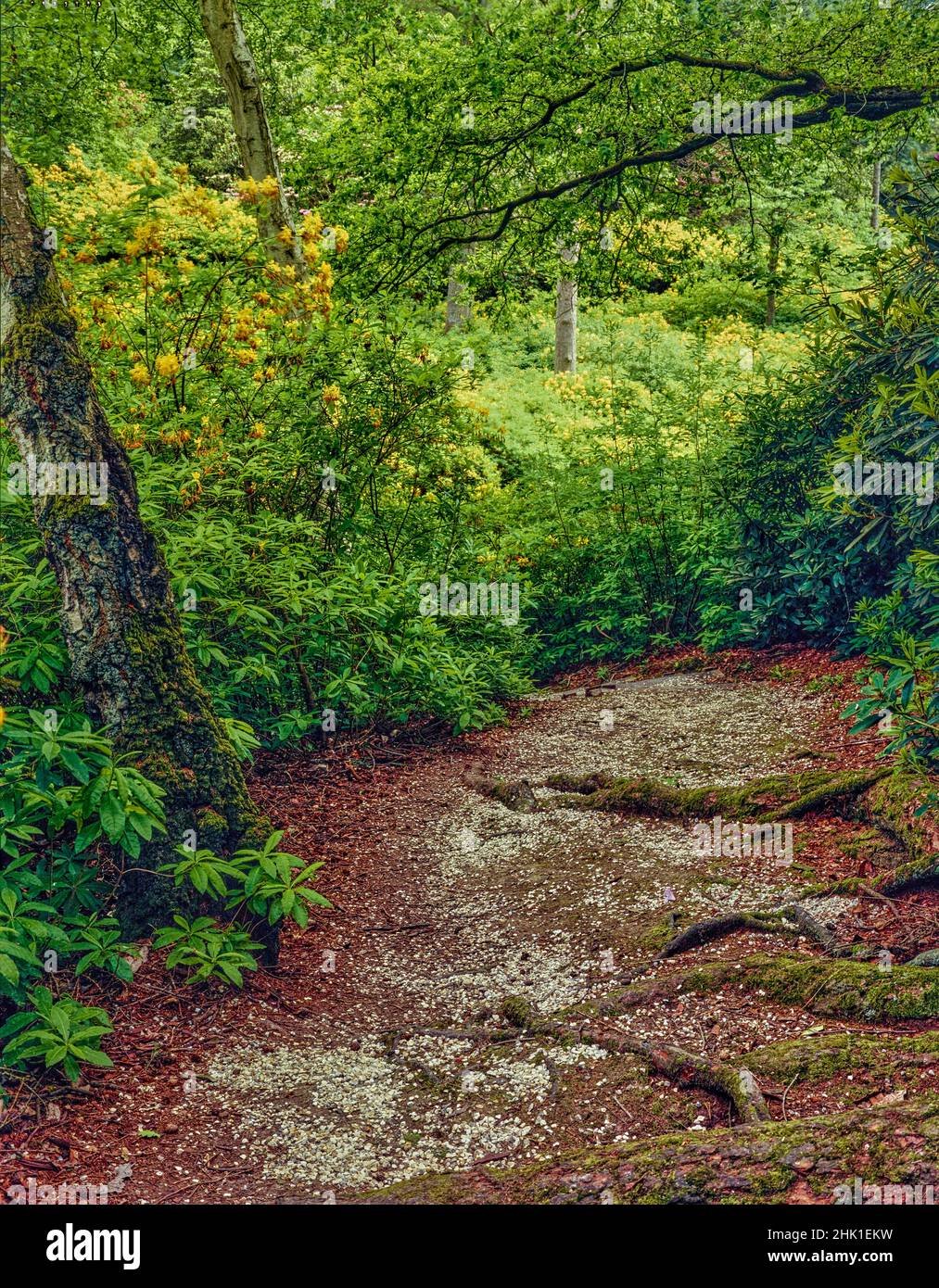 Patterns and textures in nature, intimate landscape of tree patterns ...