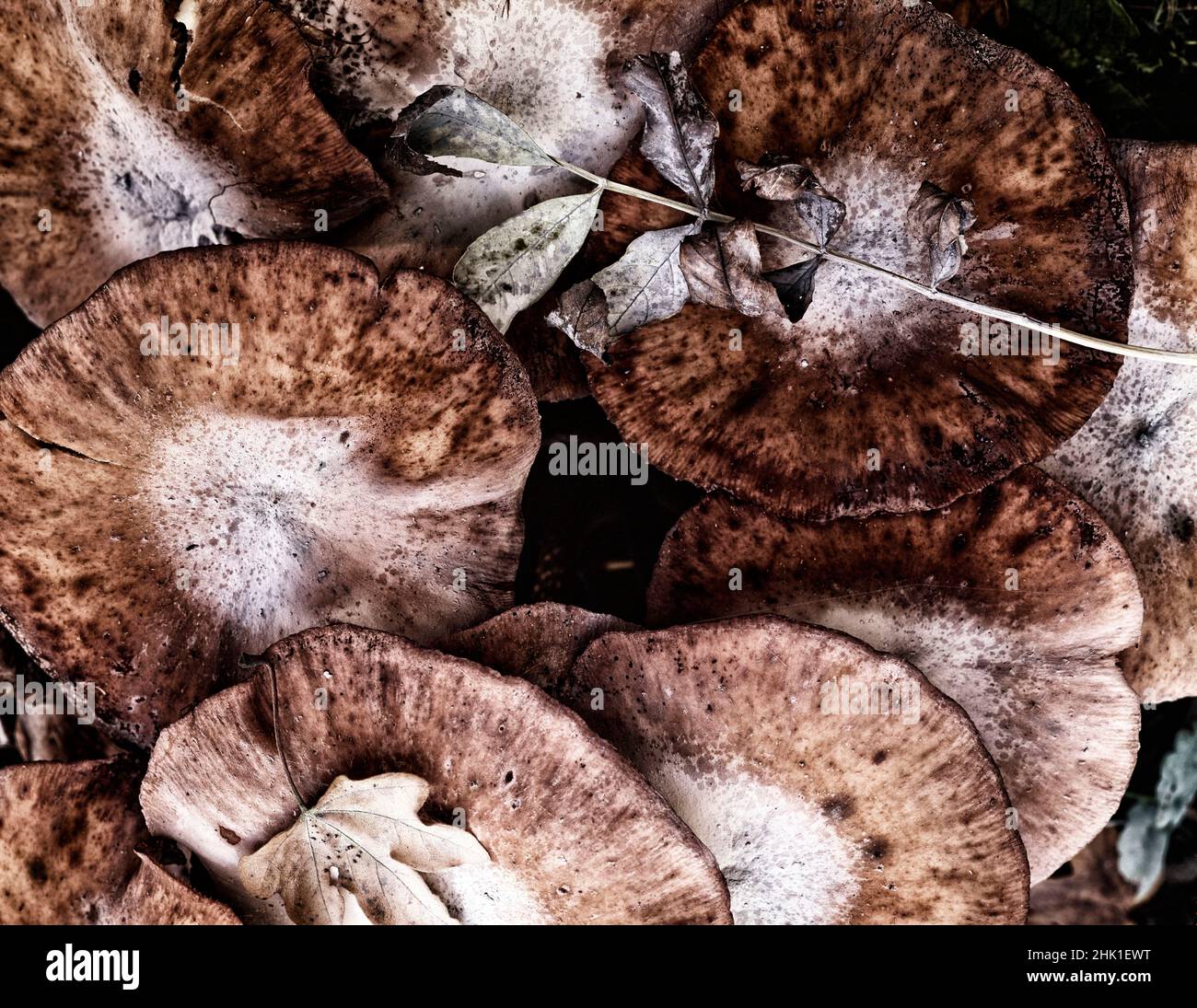 Choas, abstract patterns and textures in nature and the environment ...