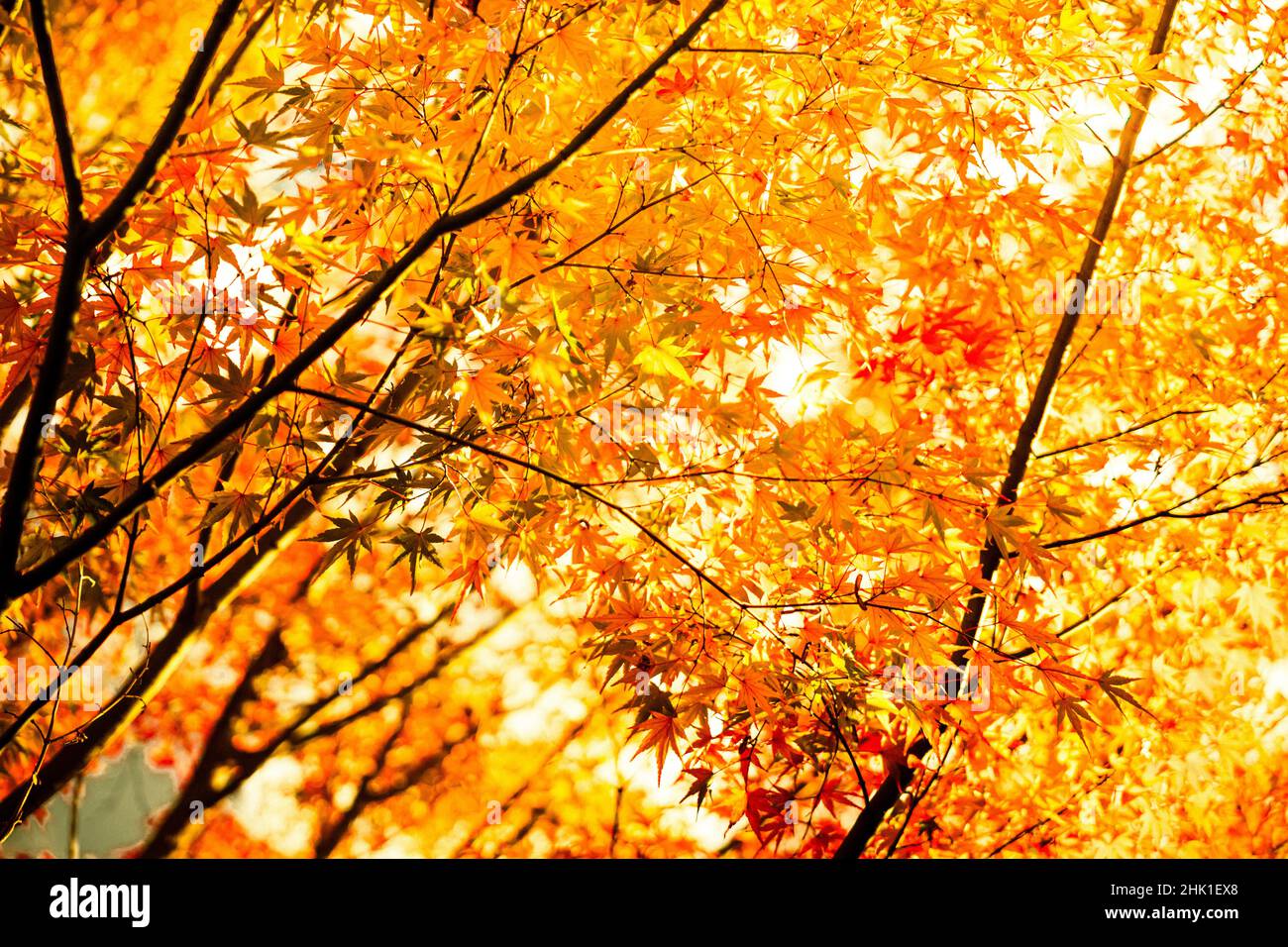 Trees full of fall colors at Kodaiji Temple in Kyoto Japan in daylight ...