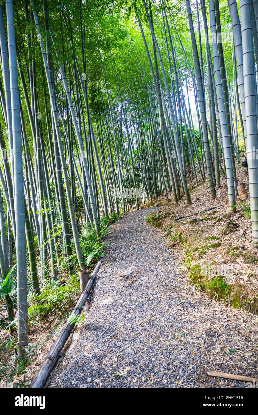 A pathway through a bamboo forest in the early morning at Kodaiji ...