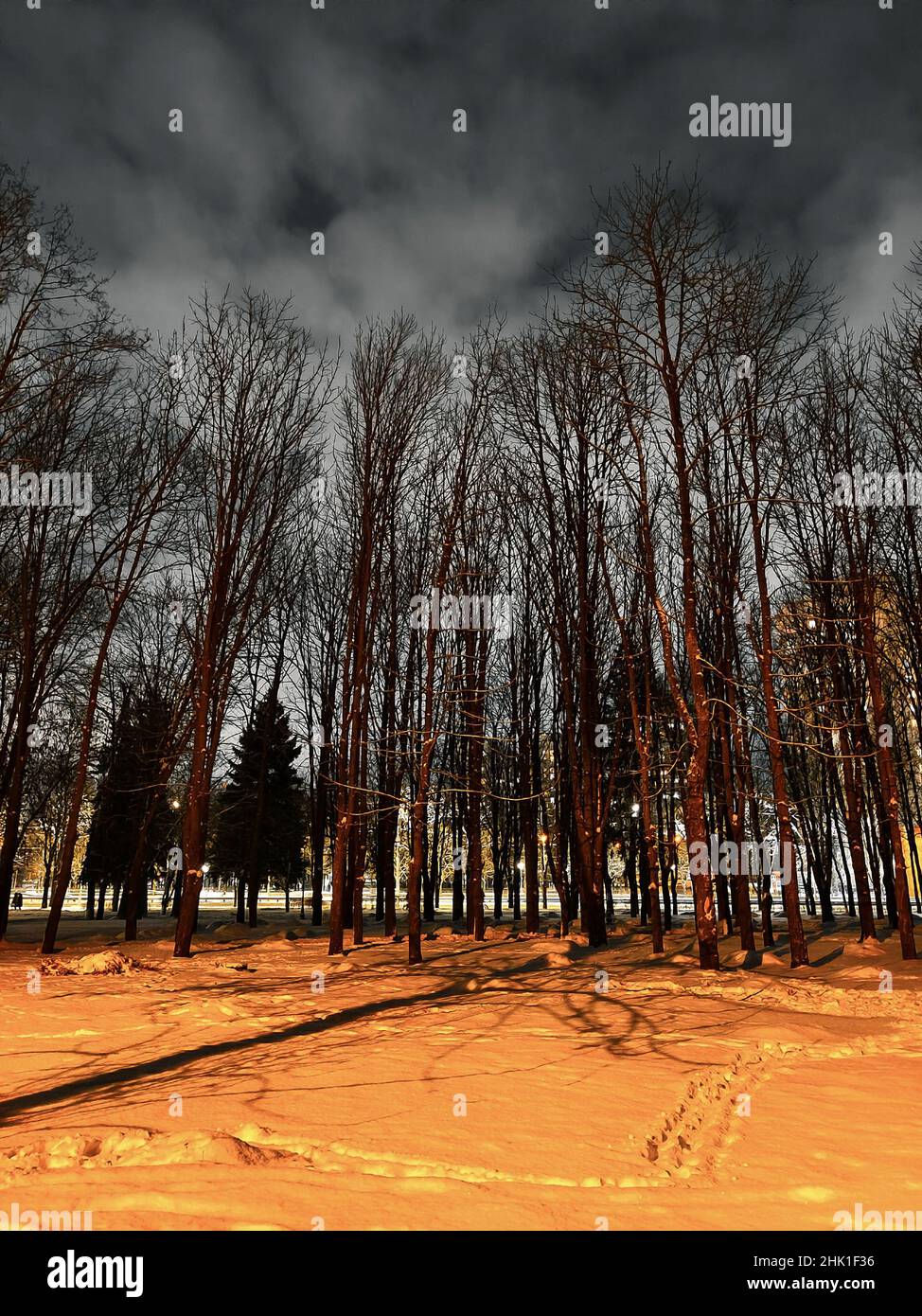 Winter evening park in the snow with a row of trees, the illumination of the city street and the ...