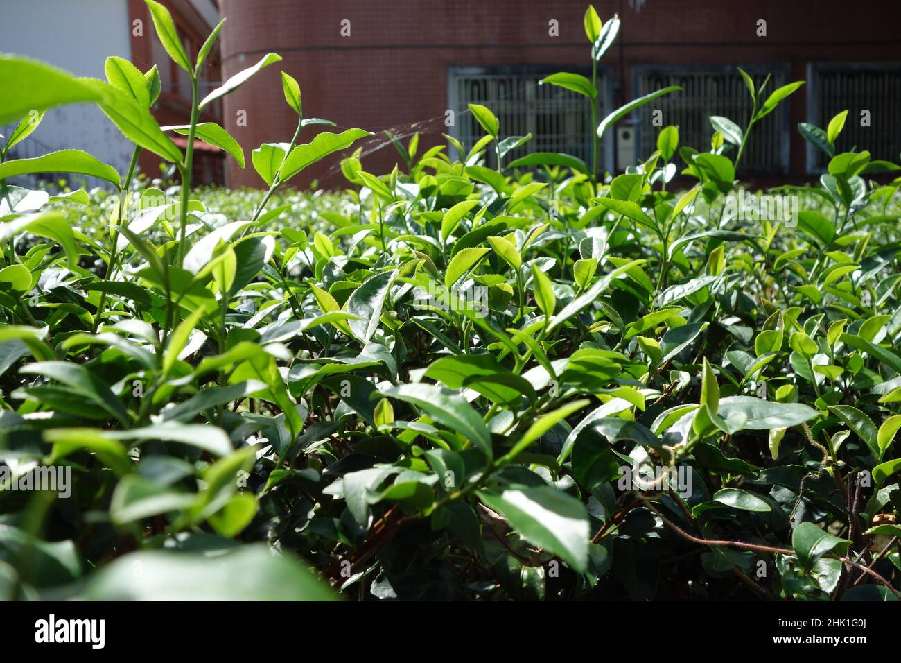 Closeup of a camellia sinensis tea farm field under the sunlight in the ...