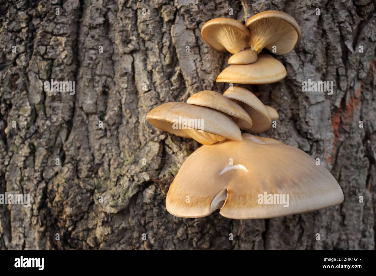 Oyster mushrooms grown on hi-res stock photography and images - Alamy