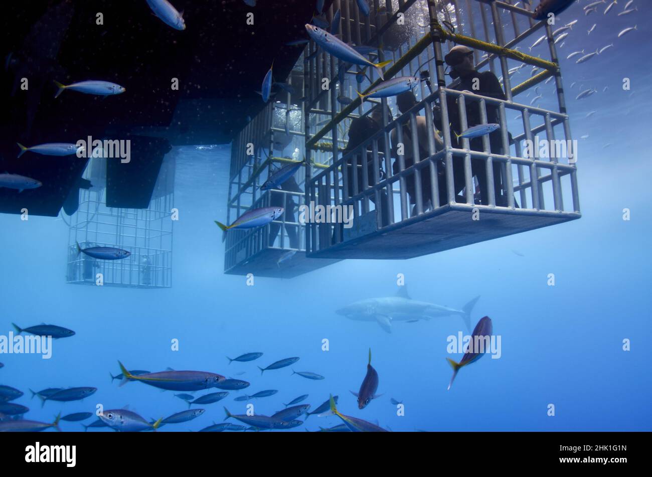 Beautiful shot of Guadalupe island white shark dive cage Stock Photo ...