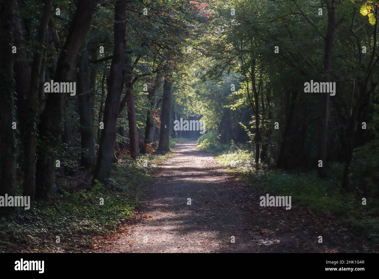 Path in the sunlight in the forest, Elsenfeld, Bavaria, Germany Stock ...