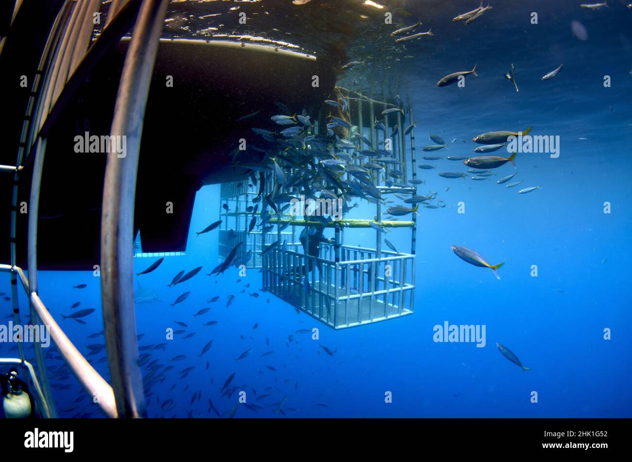 Beautiful shot of Guadalupe island white shark dive cage Stock Photo ...