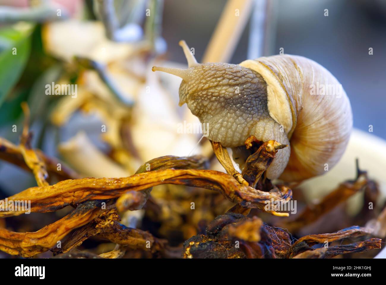 Snail walking on the orchid roots. helix pomatia on the wild Stock ...