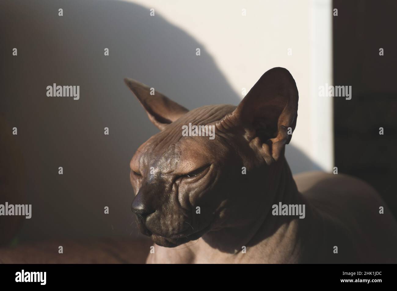 Grey sphynx cat. domestic purebred animal. adorable pet Stock Photo - Alamy