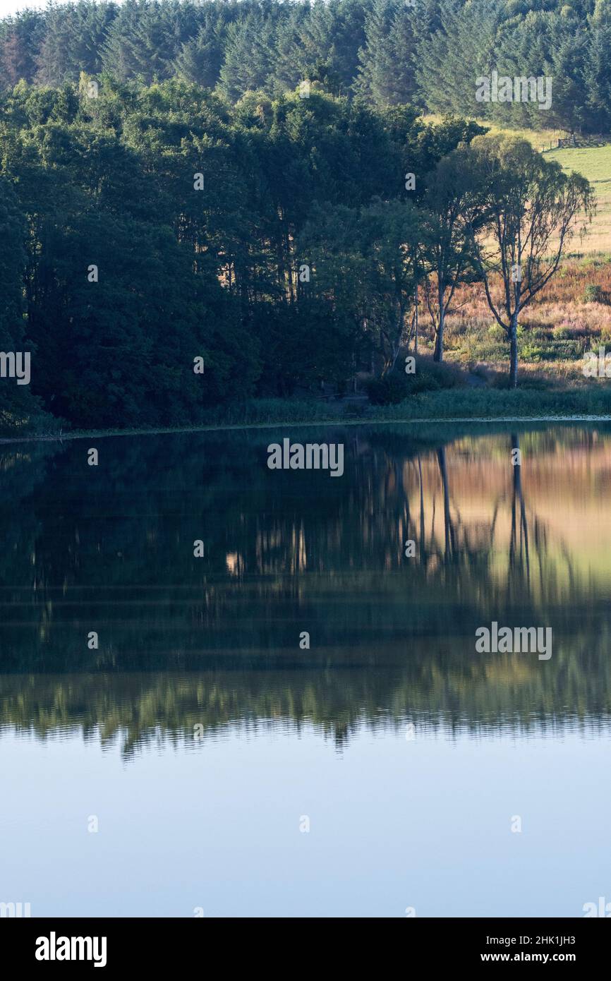 Trees at the end of the Haining Loch, Selkirk Stock Photo - Alamy