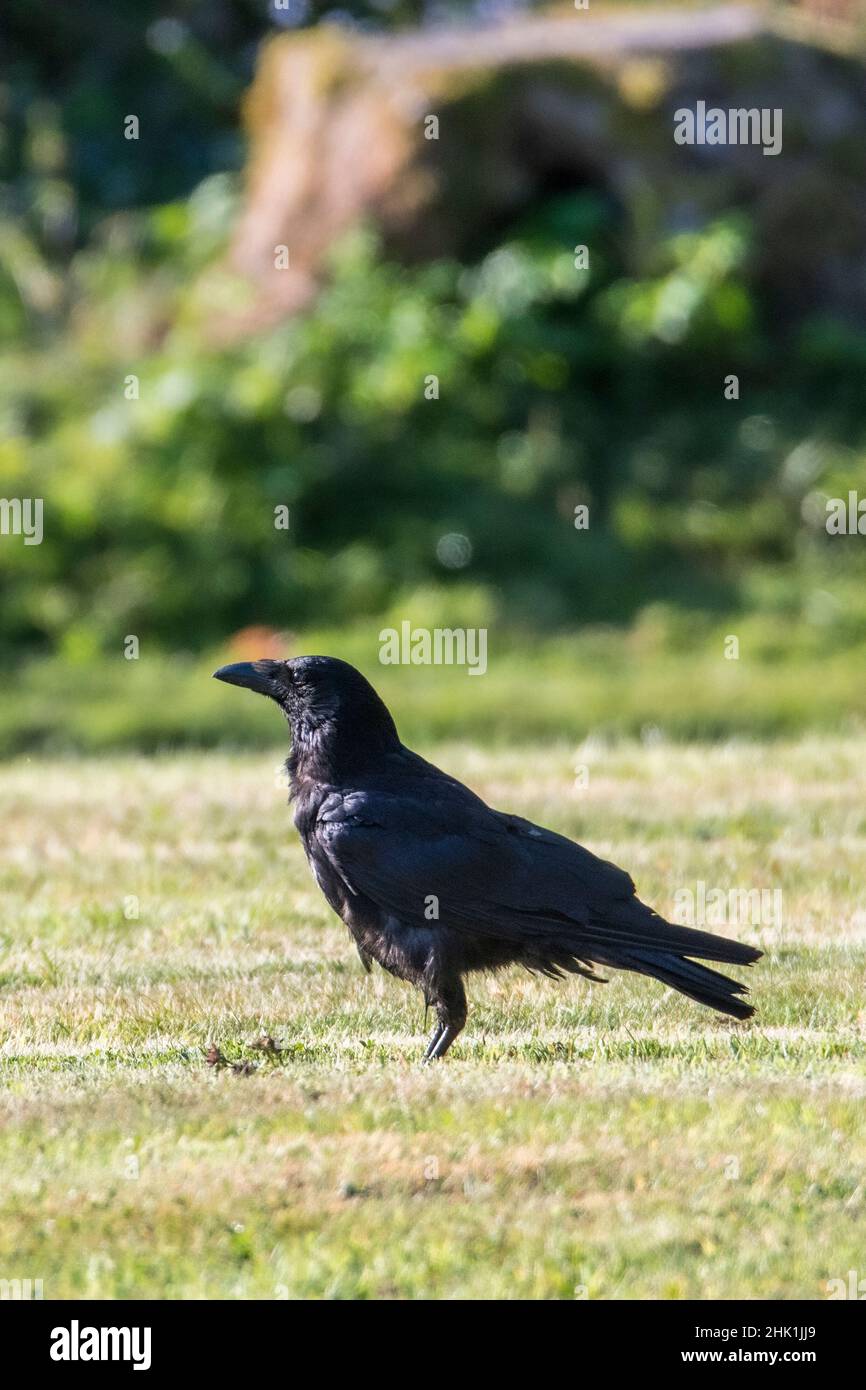 Scavenger crow hi-res stock photography and images - Alamy