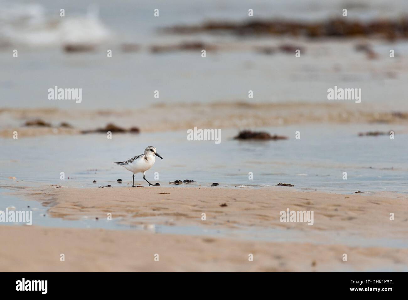 A sanderling running on the beach in summer, Brittany (France Stock ...