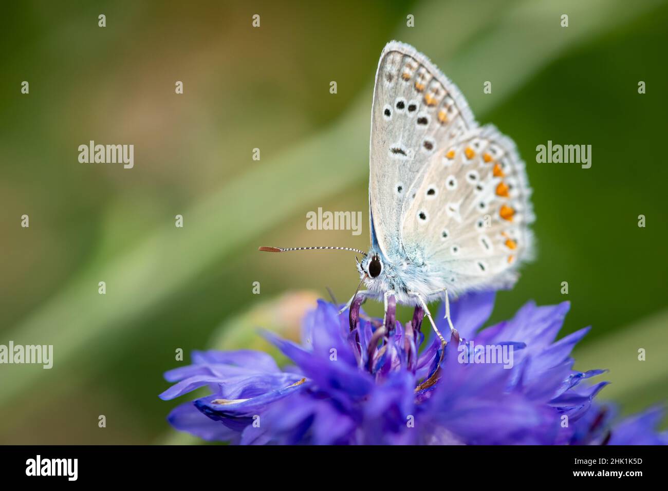 A common blue butterfly (Polyommatus icarus) feeding on a blue ...