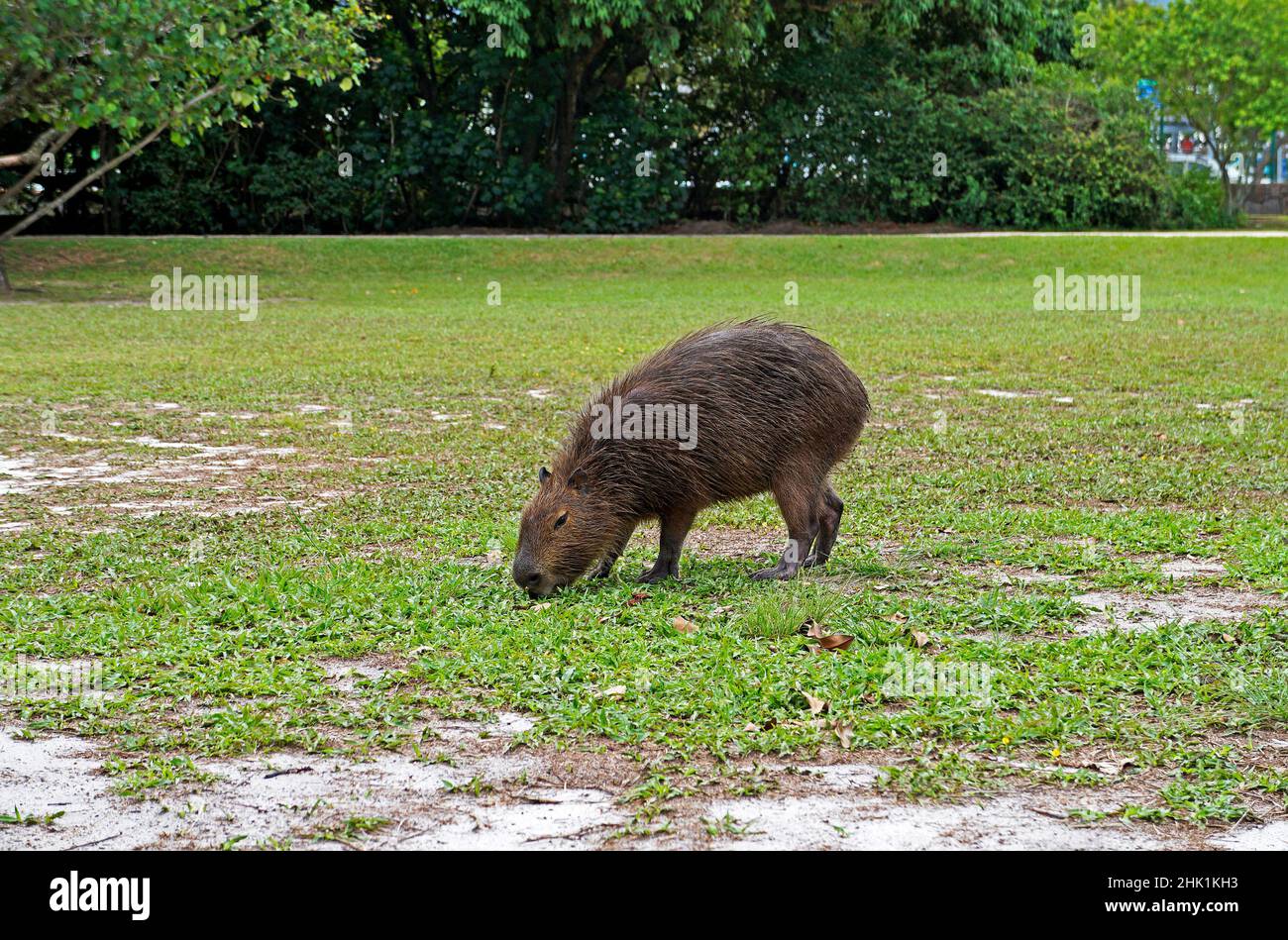 Capybara grazing (Hydrochoerus hydrochaeris), Rio Stock Photo - Alamy