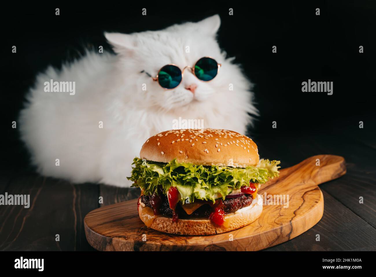 Cute fluffy cat in sunglasses near burger on dark background. Kitty ...