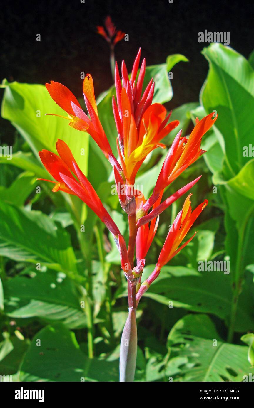 Beautiful red canna lily hi-res stock photography and images - Alamy