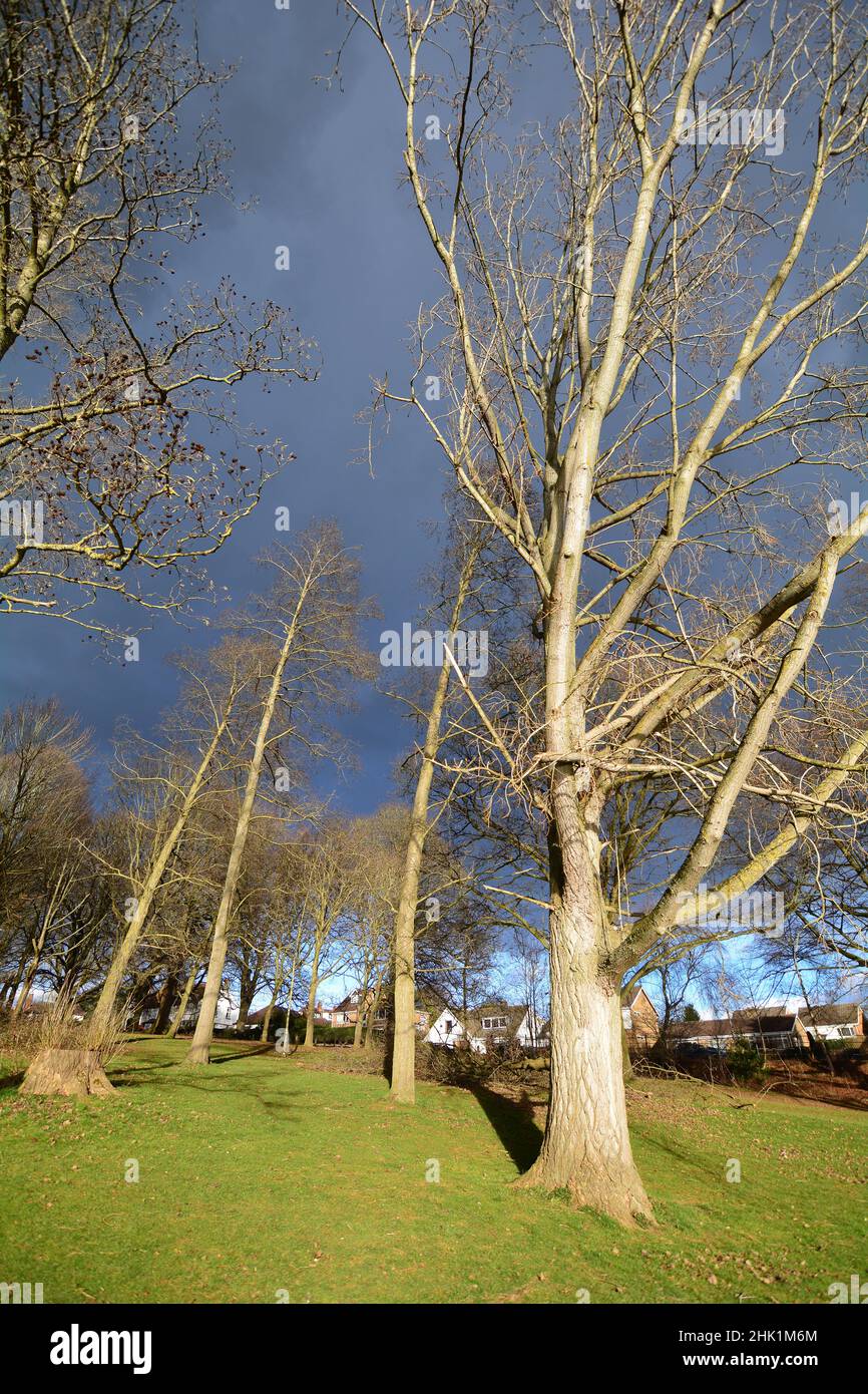 Abington Park in Northampton England UK Stock Photo - Alamy