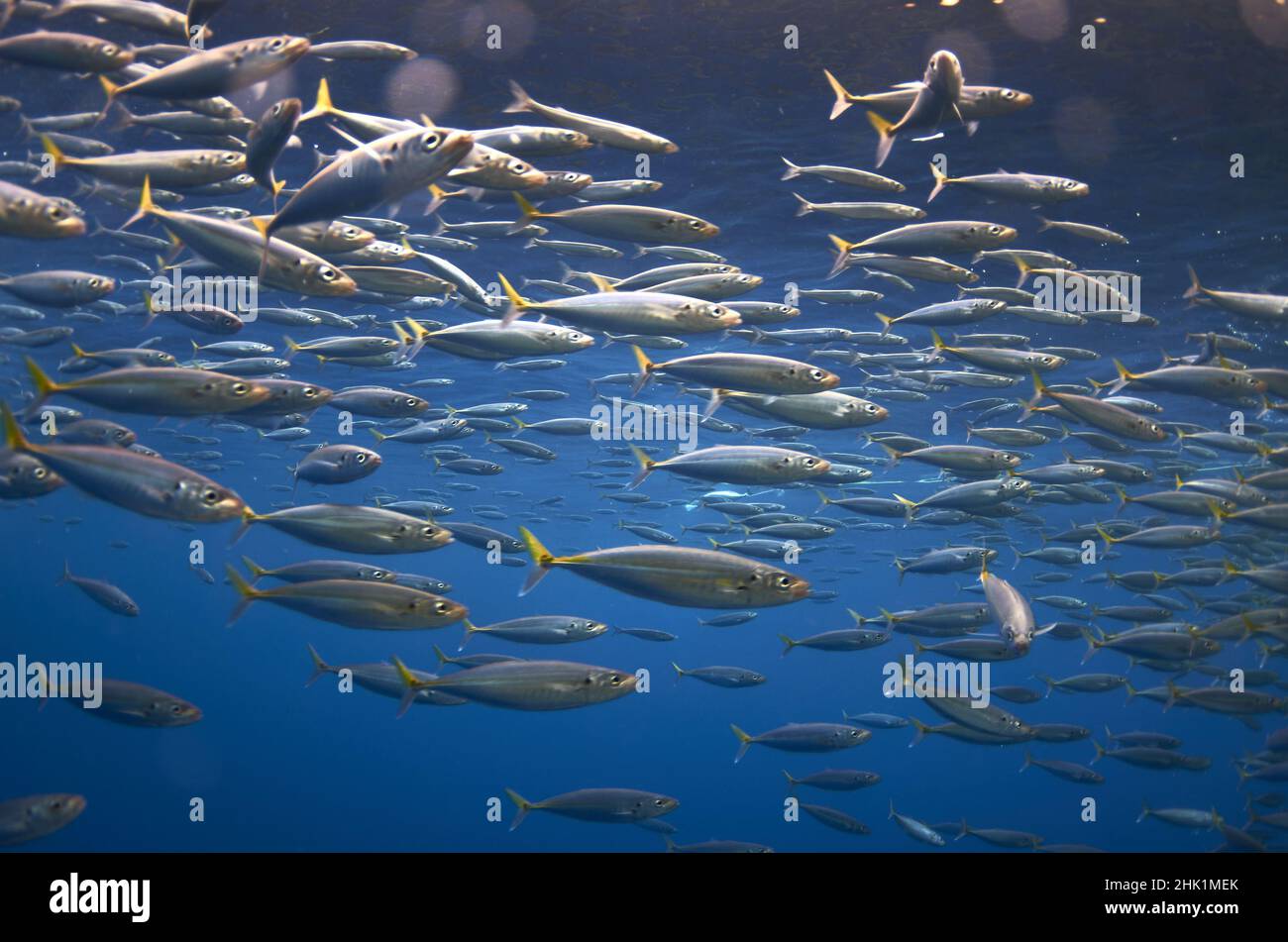 Great white shark school fish hi-res stock photography and images - Alamy