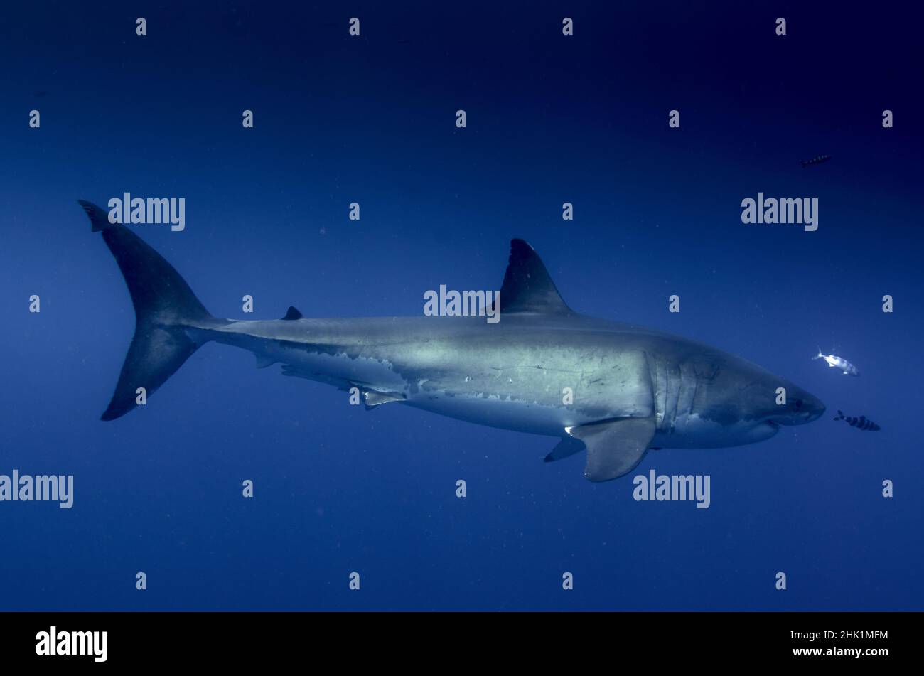 Shot of the beautiful wild great white shark underwater Stock Photo - Alamy