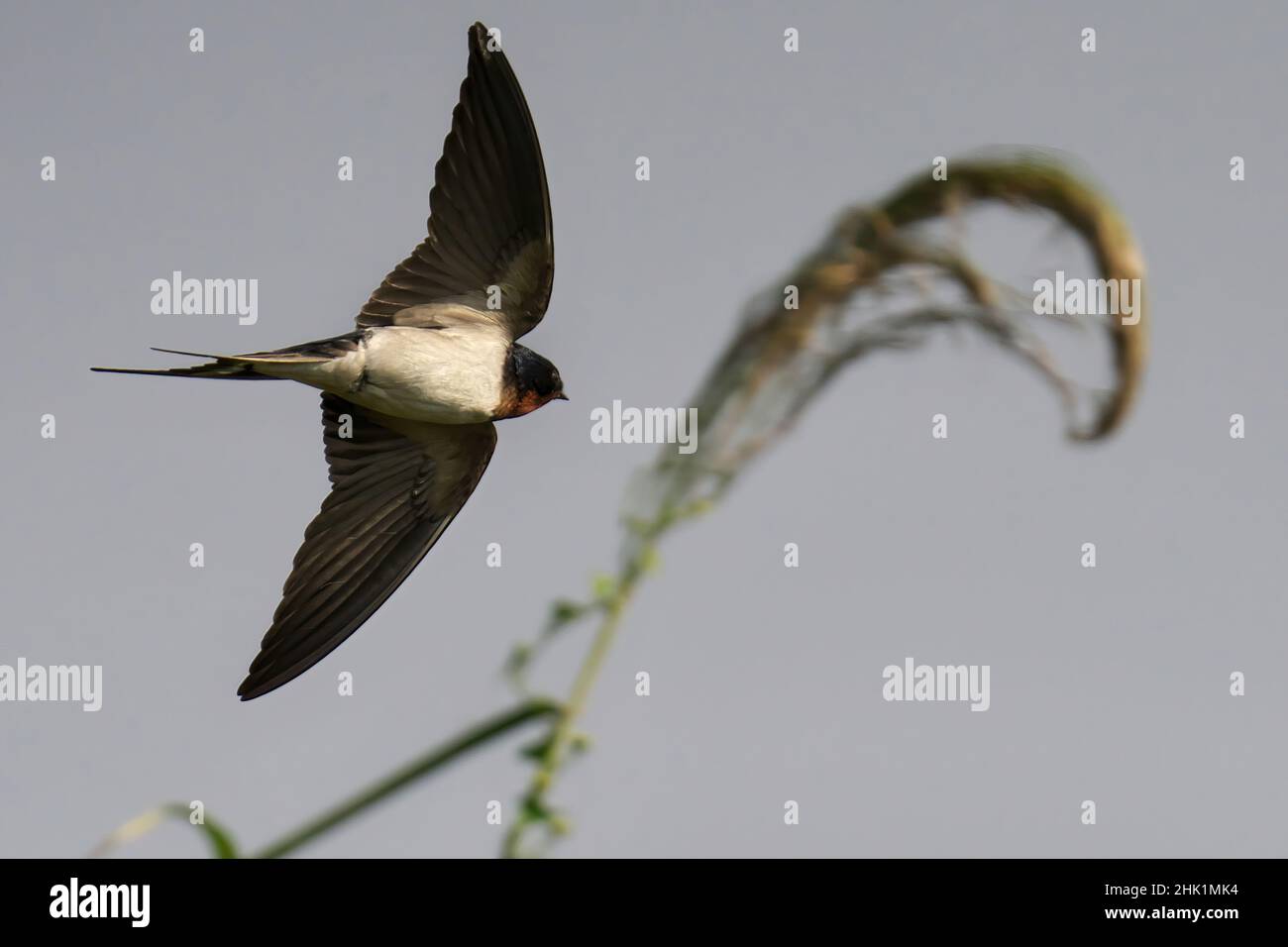 View of a Swallow bird flying in the air Stock Photo - Alamy