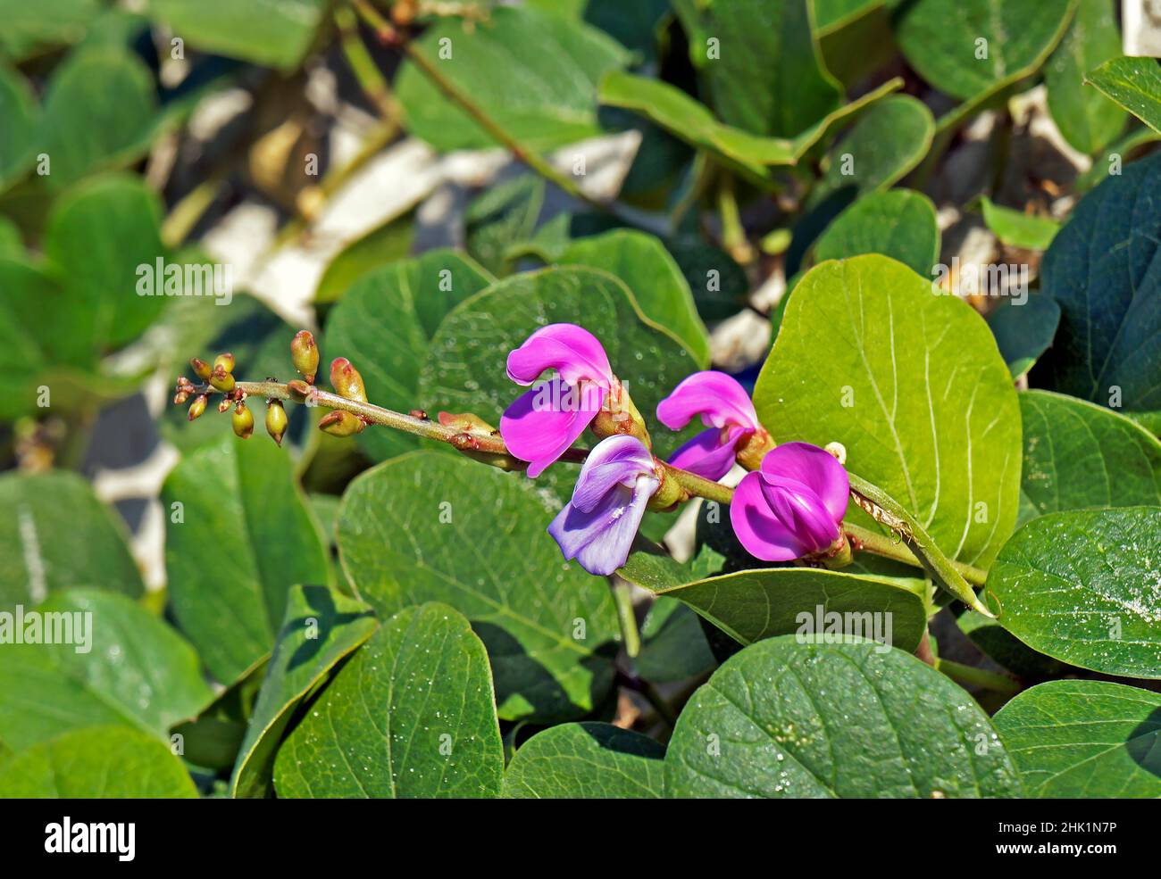 Beach bean flowers (Carnavalia rosea Stock Photo - Alamy