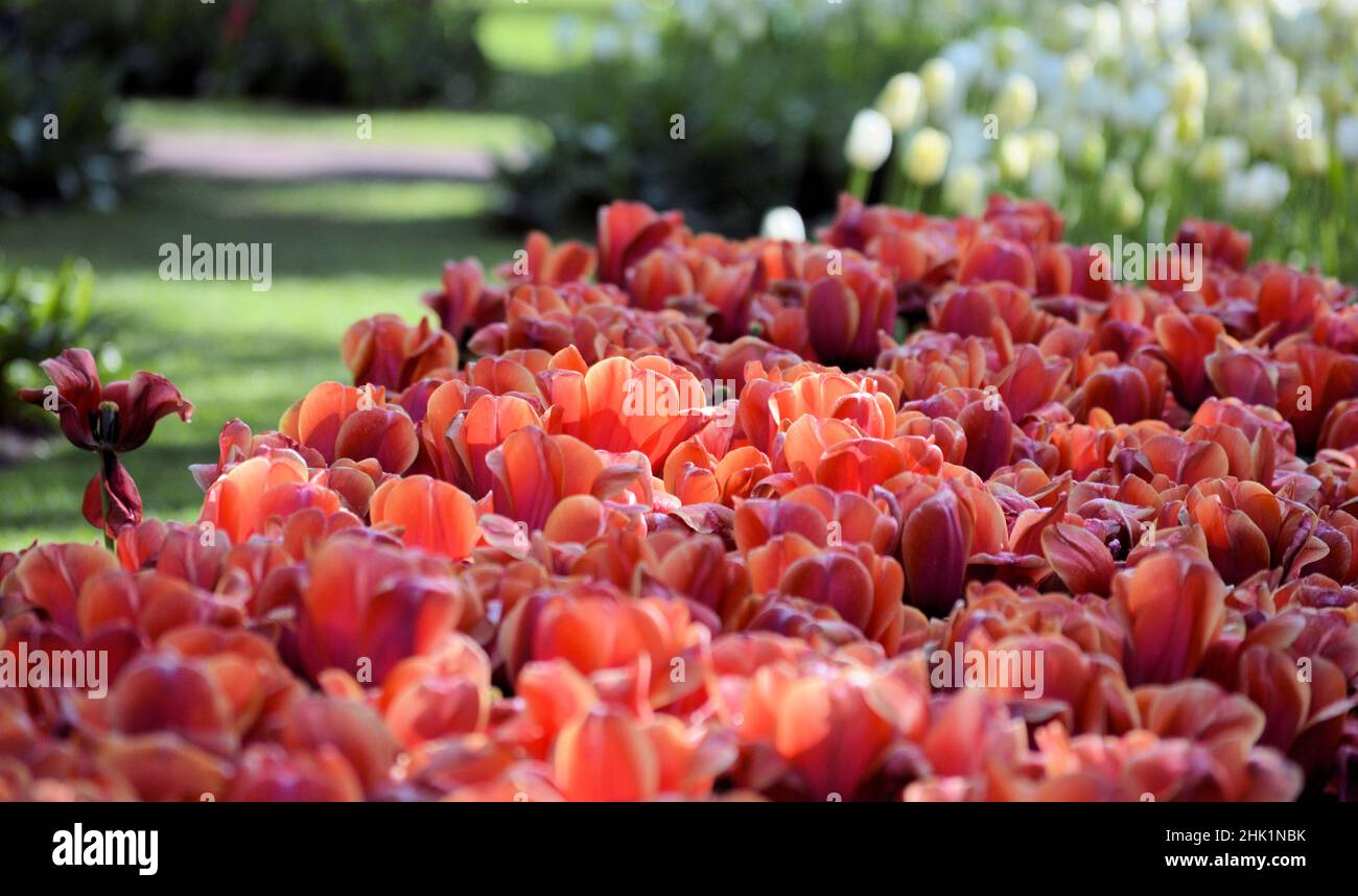 A garden full of Cherry Red Tulip Stock Photo - Alamy