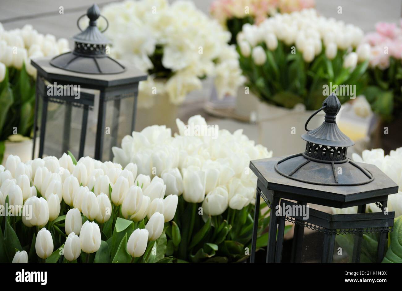 Attractive tulip hi-res stock photography and images - Alamy