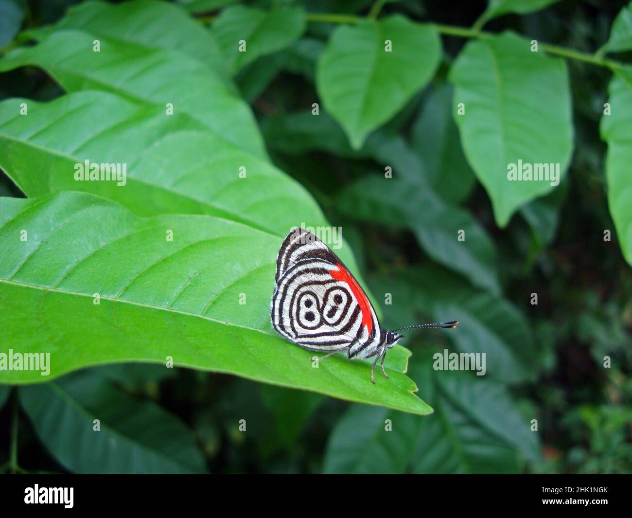 Butterfly eighty-eight on leaf (Diaethria clymena Stock Photo - Alamy