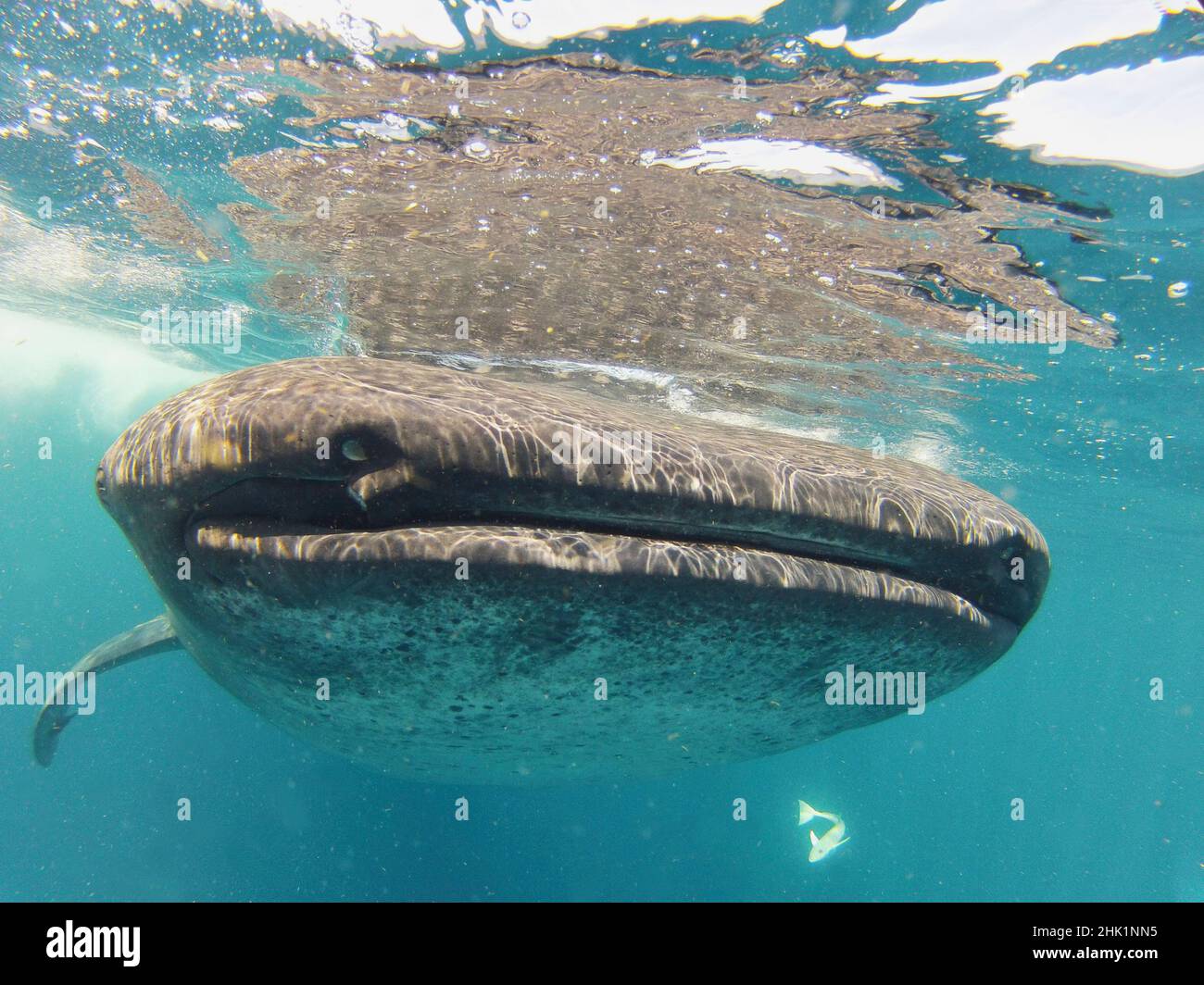 Meters whale hi-res stock photography and images - Alamy