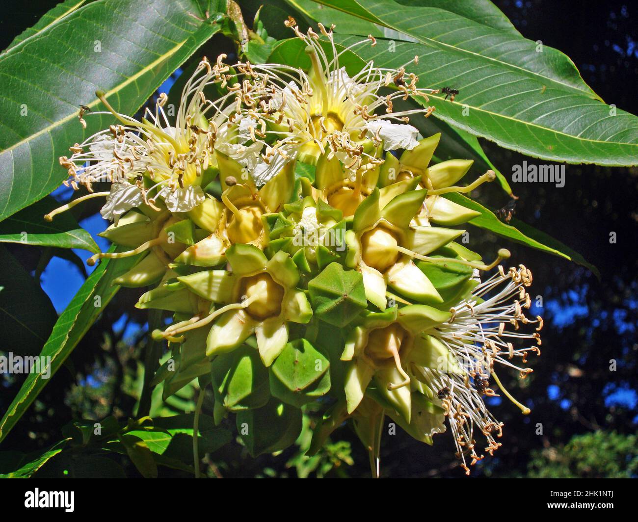 Flowers stamens on tree (Duabanga grandiflora Stock Photo - Alamy