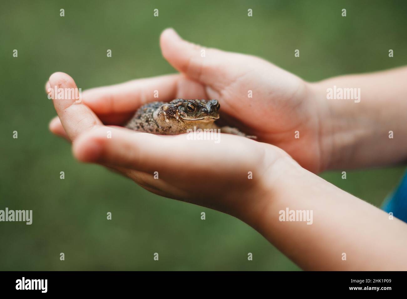 Young child's hands holding a cute small frog outside Stock Photo - Alamy