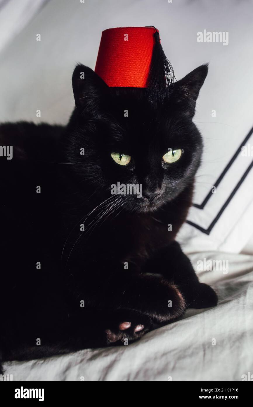 black cat lounging wearing tiny red Fez hat Stock Photo - Alamy