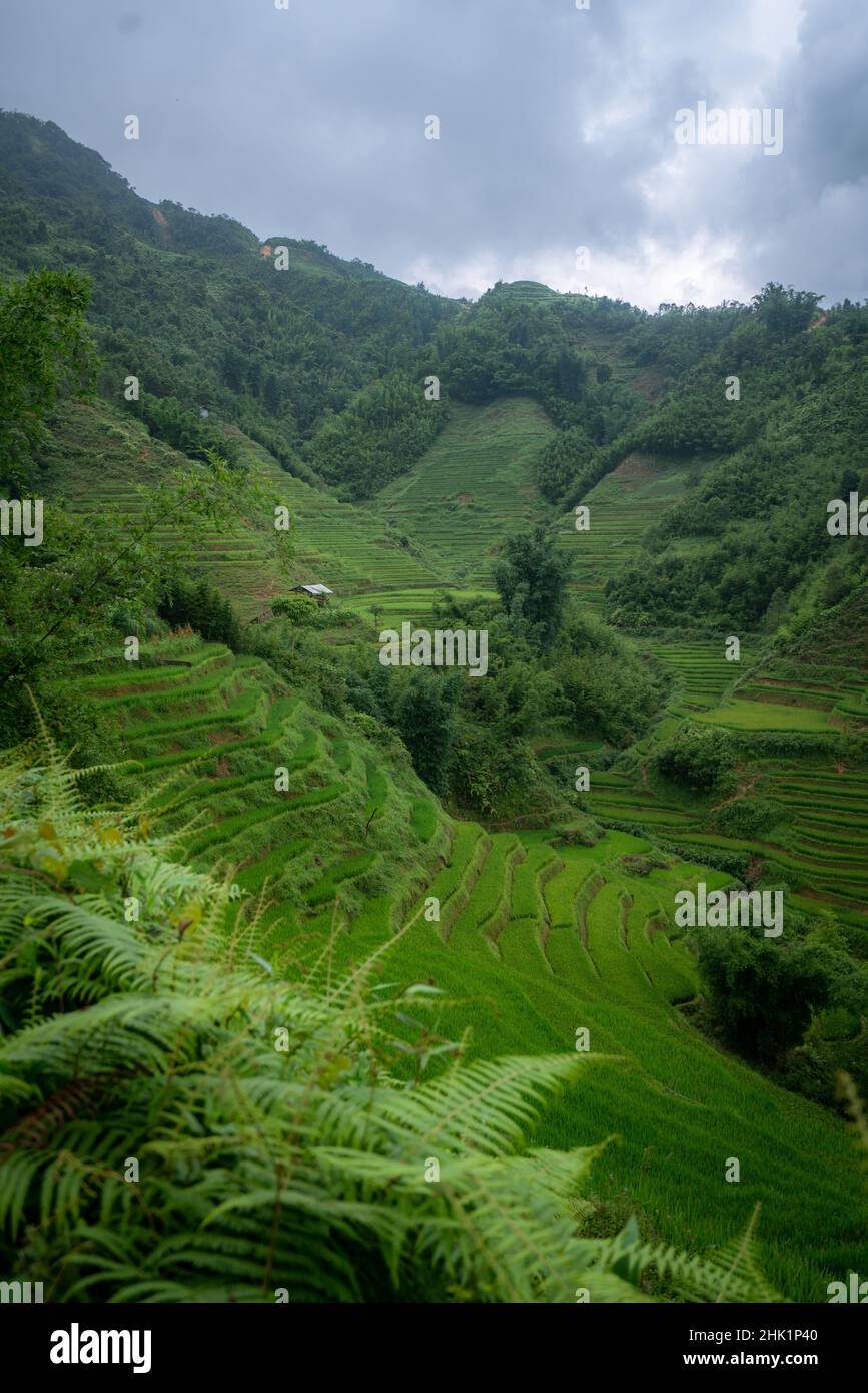 Rice terraces of sapa hi-res stock photography and images - Alamy