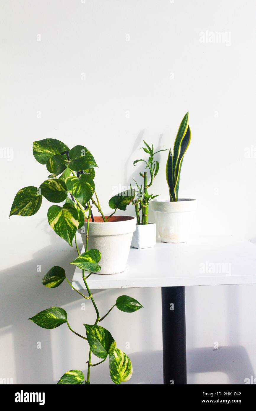 Stylish indoor garden filled devils ivy, snake and bamboo plants Stock ...
