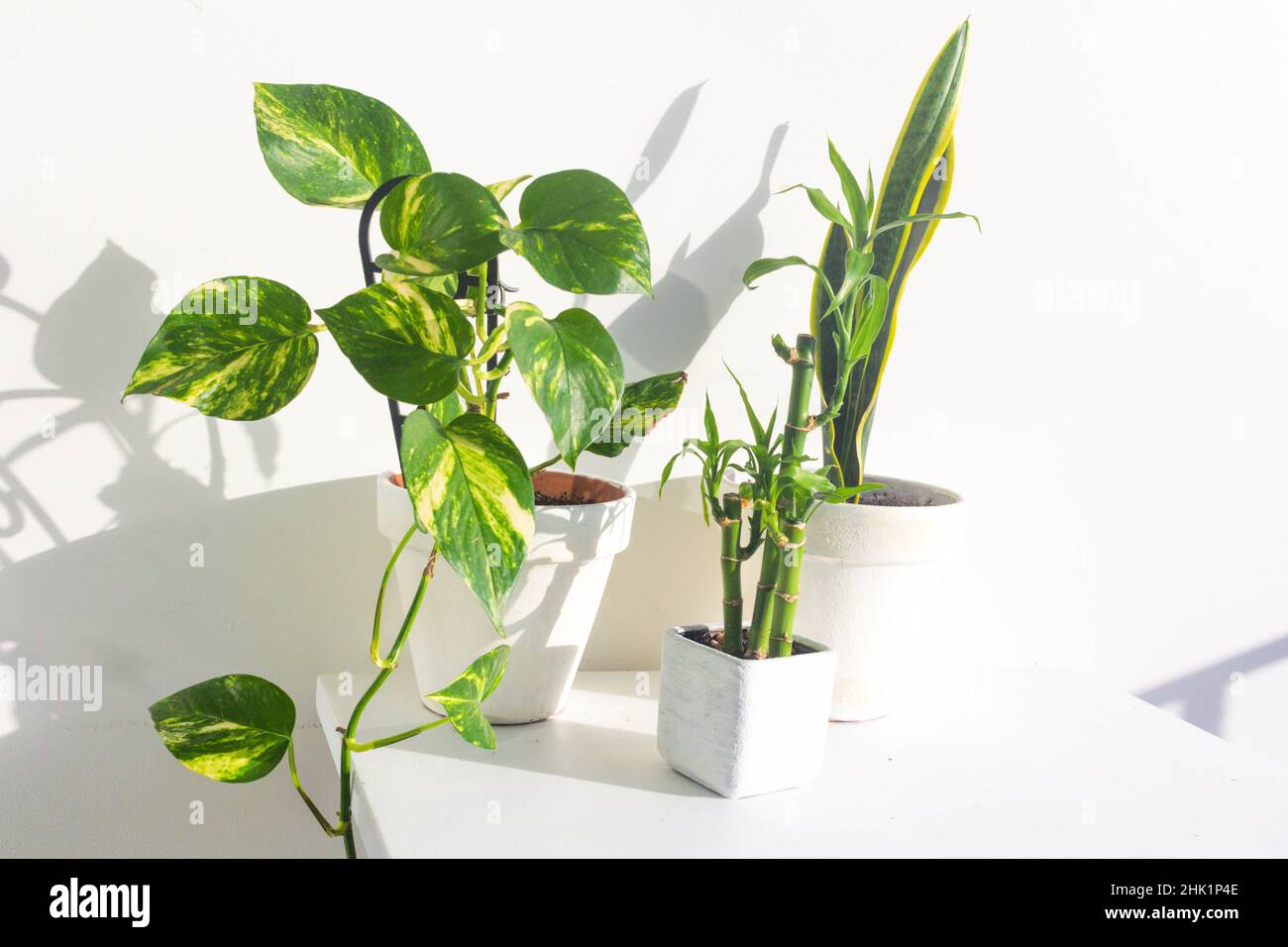 Stylish indoor garden filled devils ivy, snake and bamboo plants Stock ...