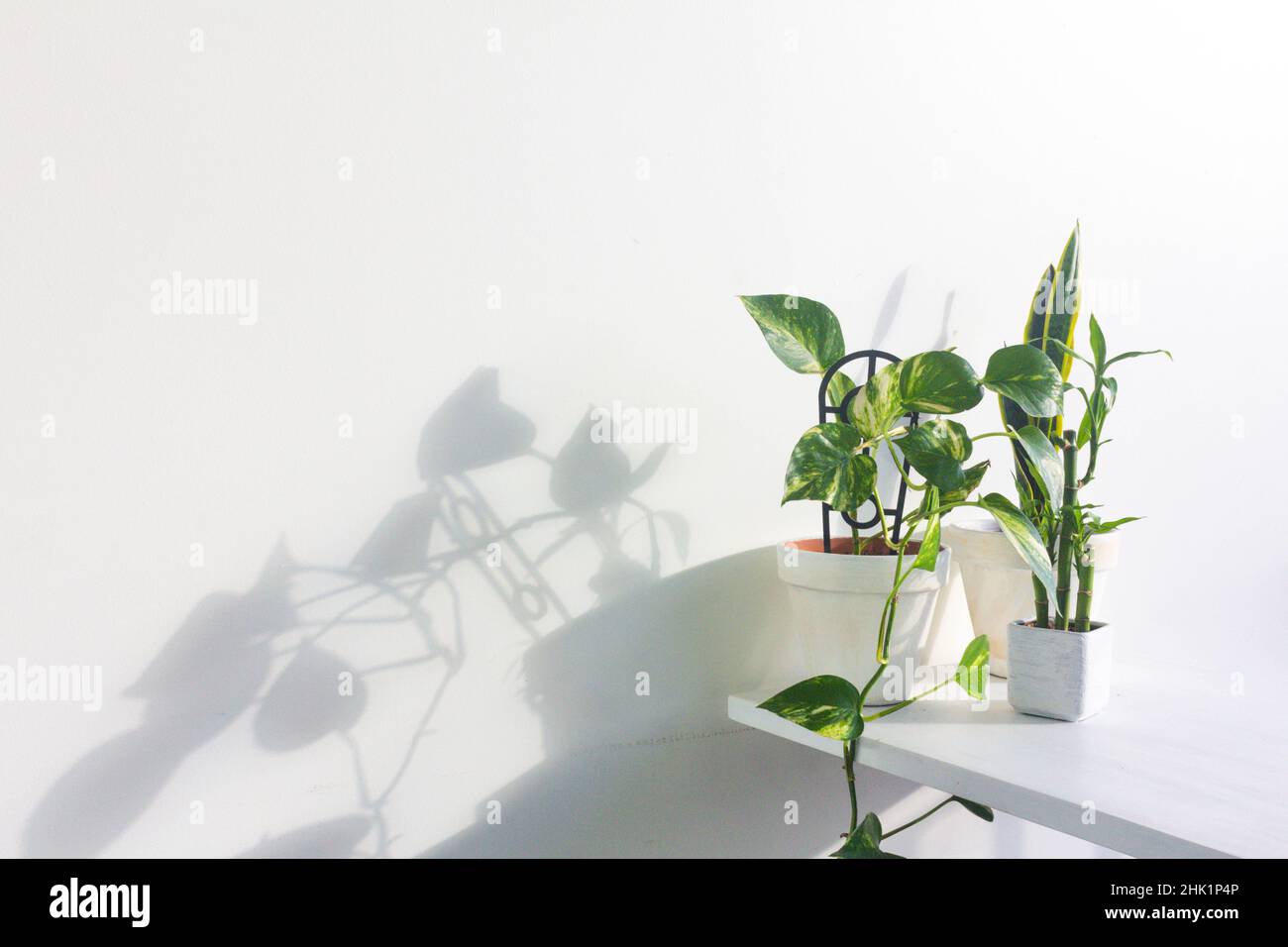 Stylish indoor garden filled devils ivy, snake and bamboo plants Stock ...