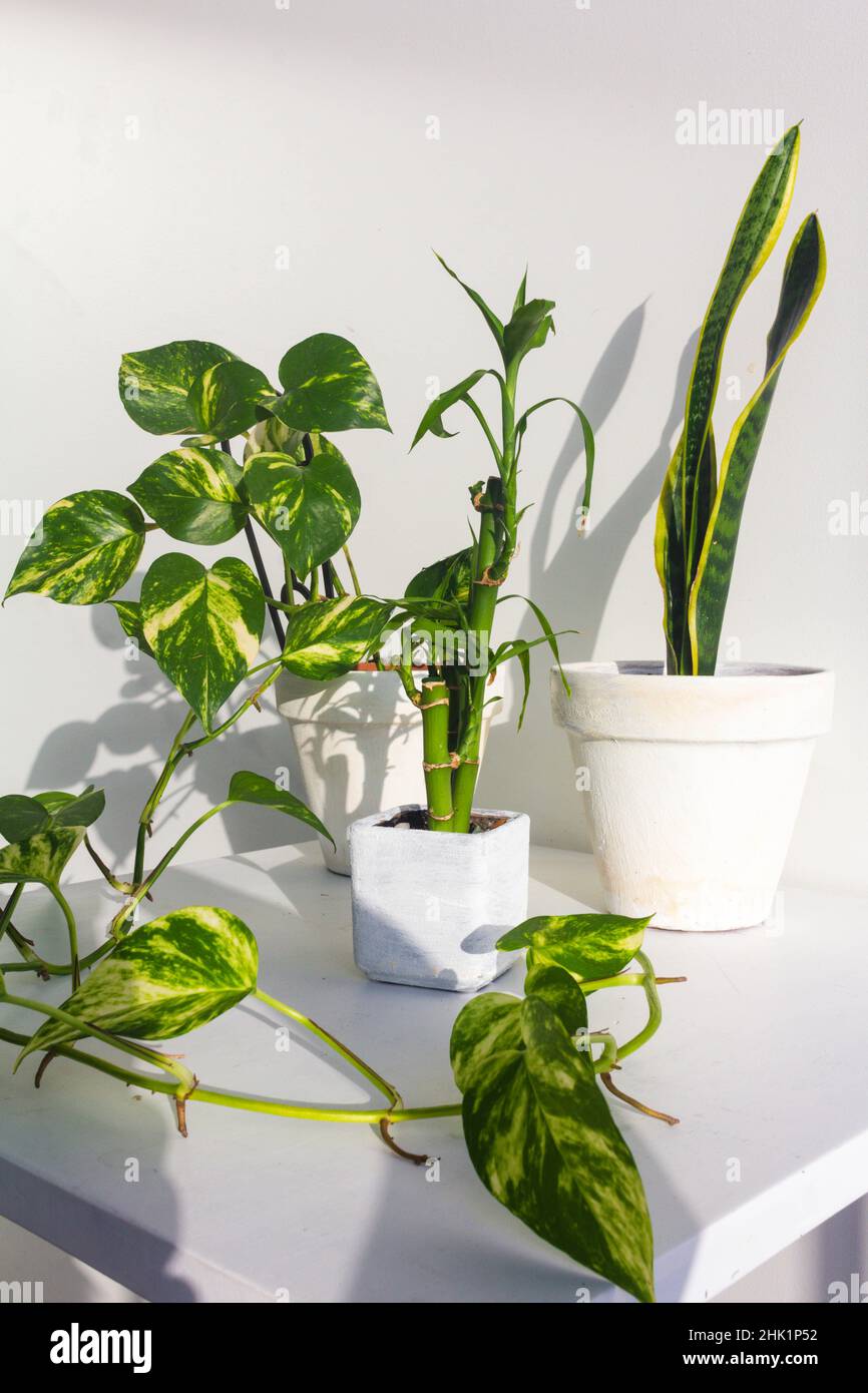Stylish indoor garden filled devils ivy, snake and bamboo plants Stock ...
