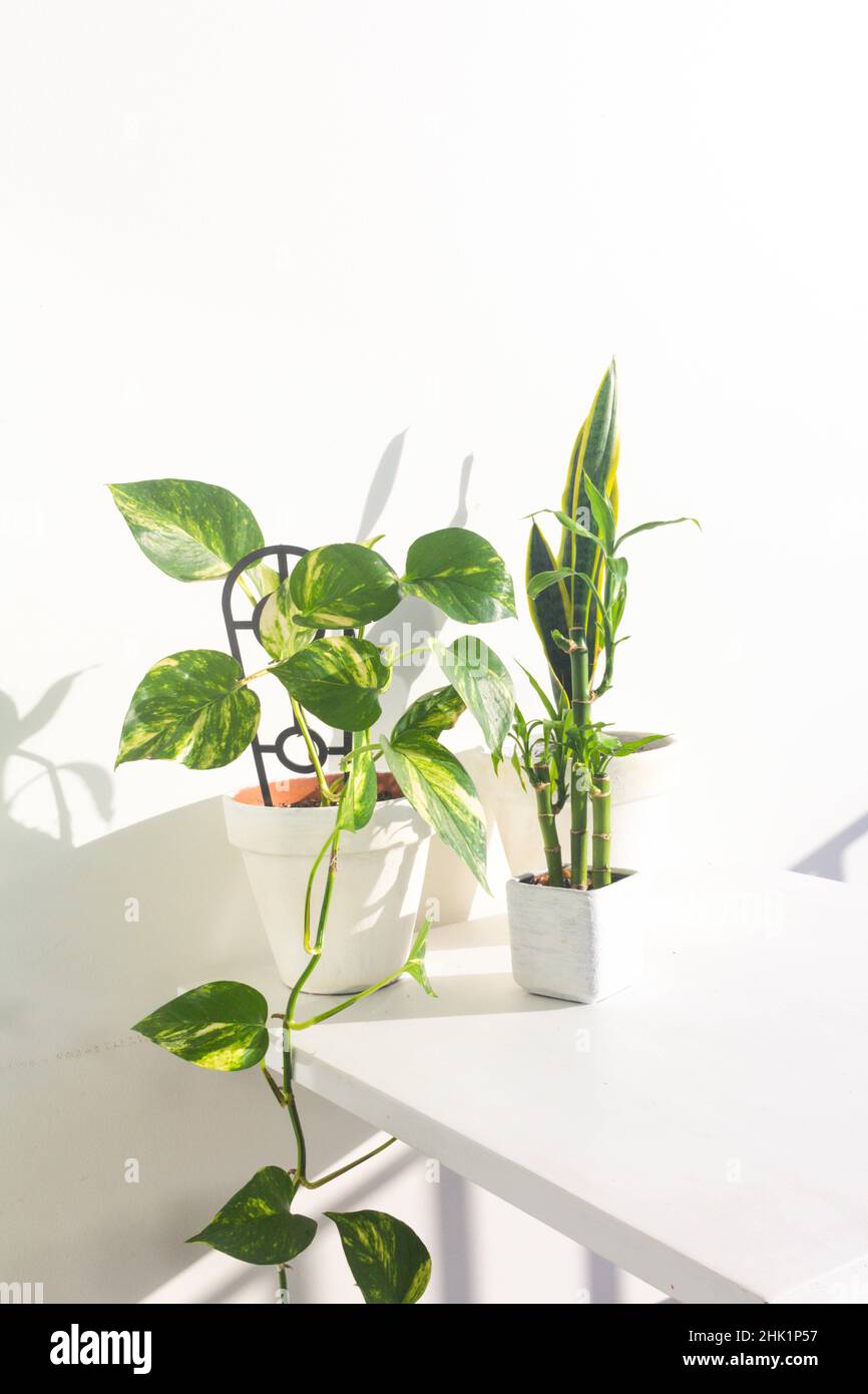 devil's ivy, snake and bamboo plants in white pot on white background ...