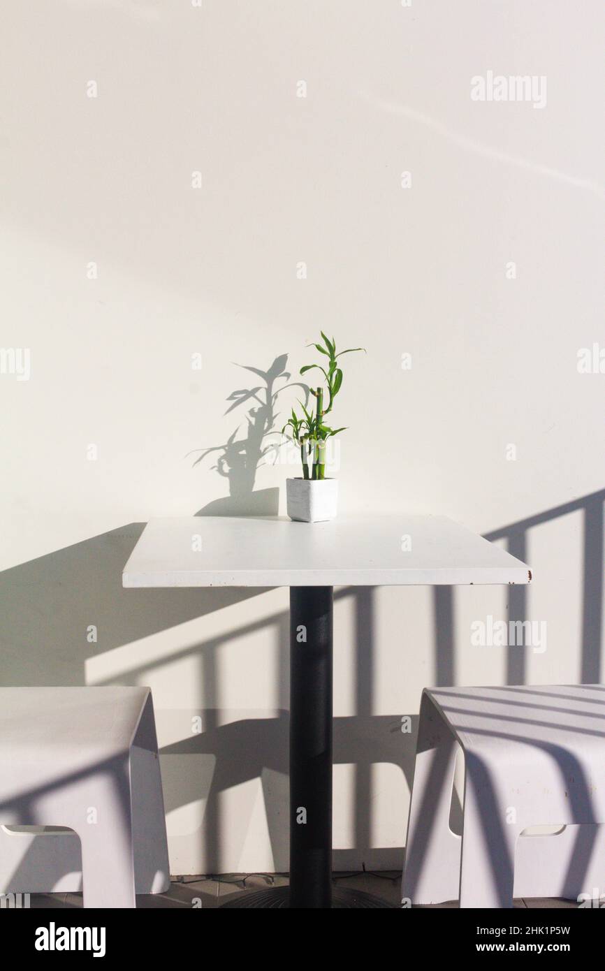 Small bamboo plant on white table and chairs with sunlight Stock Photo ...